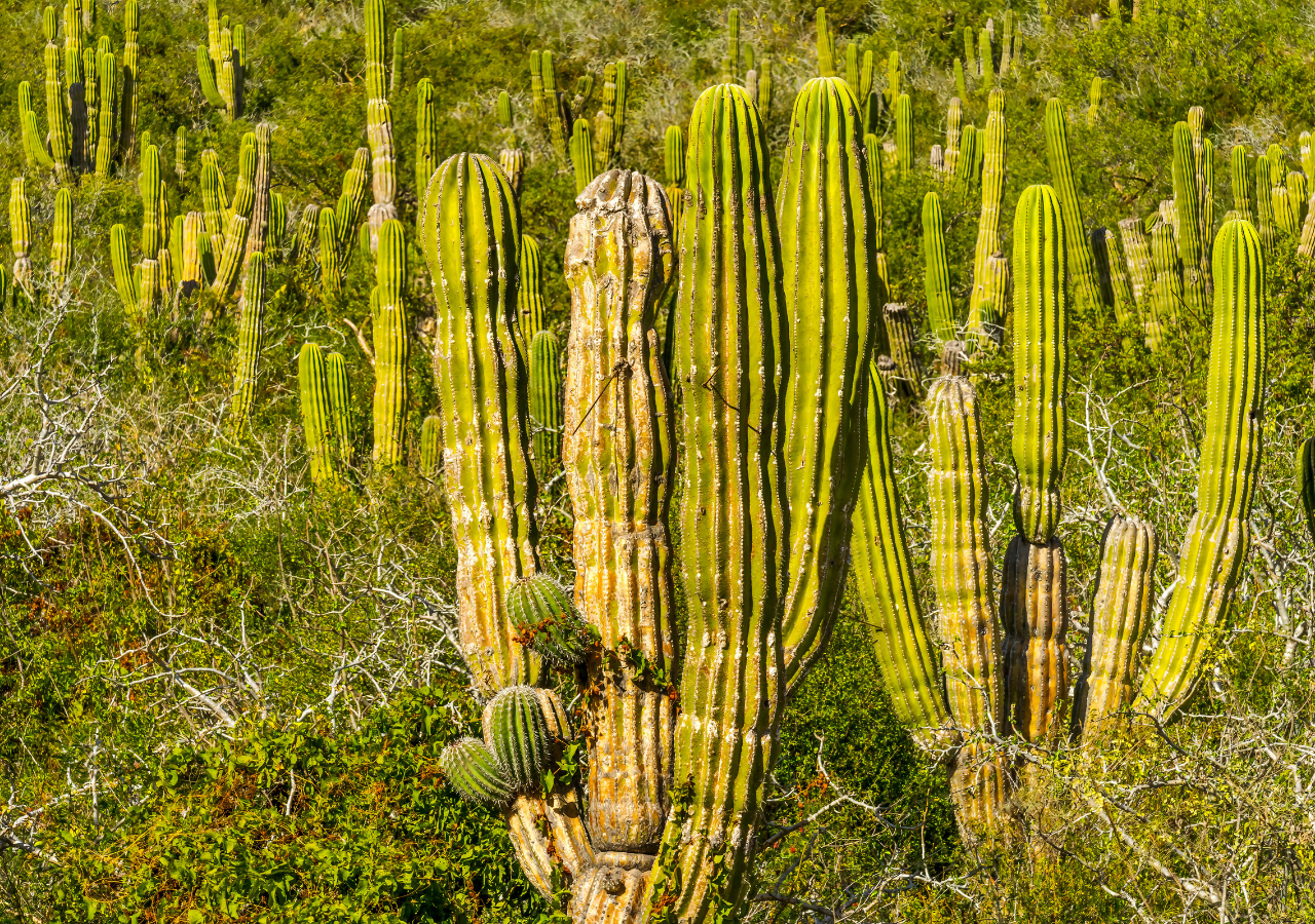 Cardón gigante mexicano: todo sobre el cactus más grande del mundo, que ...