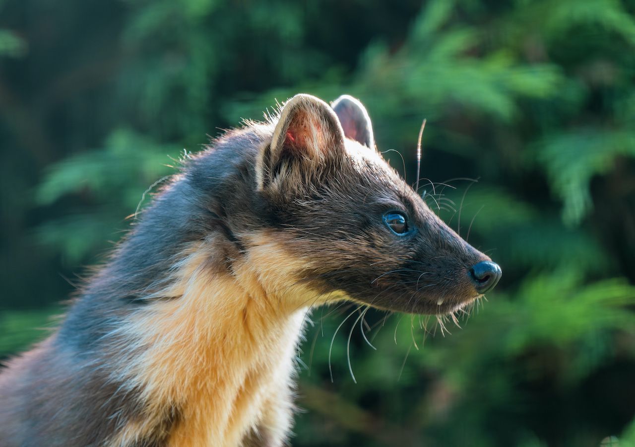 Carnivorous once-native mammal returns to England thanks to Northumberland 'haven'