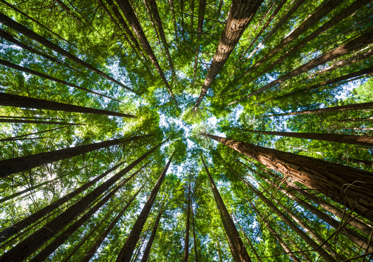 ¿Catástrofe ecológica? Una polémica orden de la administración Trump ...