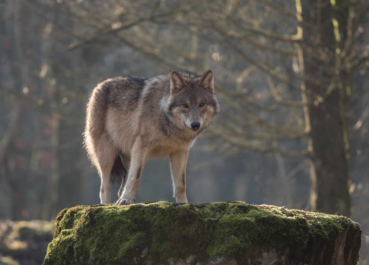 Chasse au loup : pourquoi la France fait-elle volte-face et accorde le ...