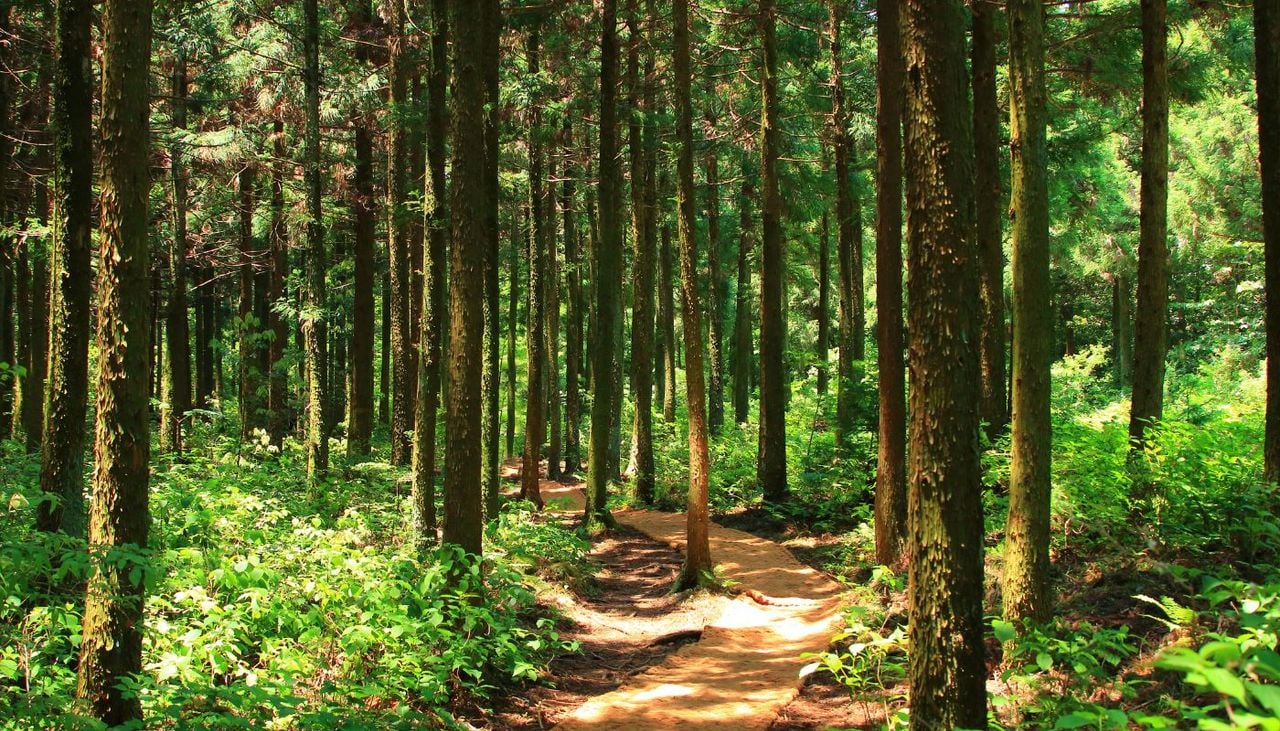 Científicos del CREAF descubren que los bosques de la España peninsular ...