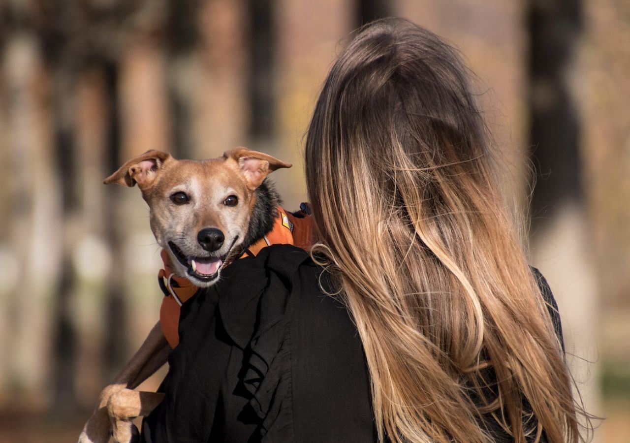 Climate change, travel driving spread of ‘exotic’ parasites in UK pets ...