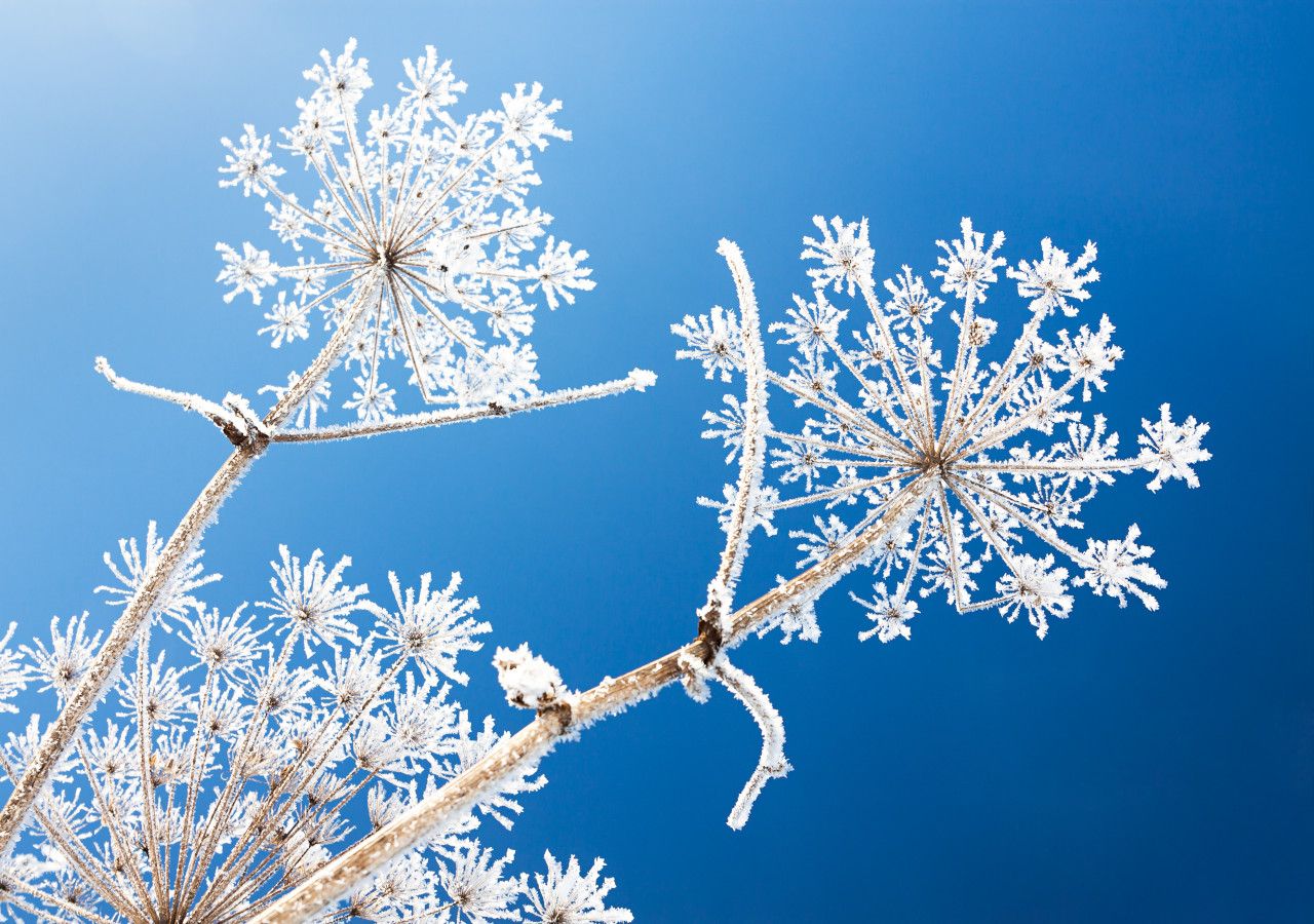 Cold weather forecast for New Year’s Day and the weekend