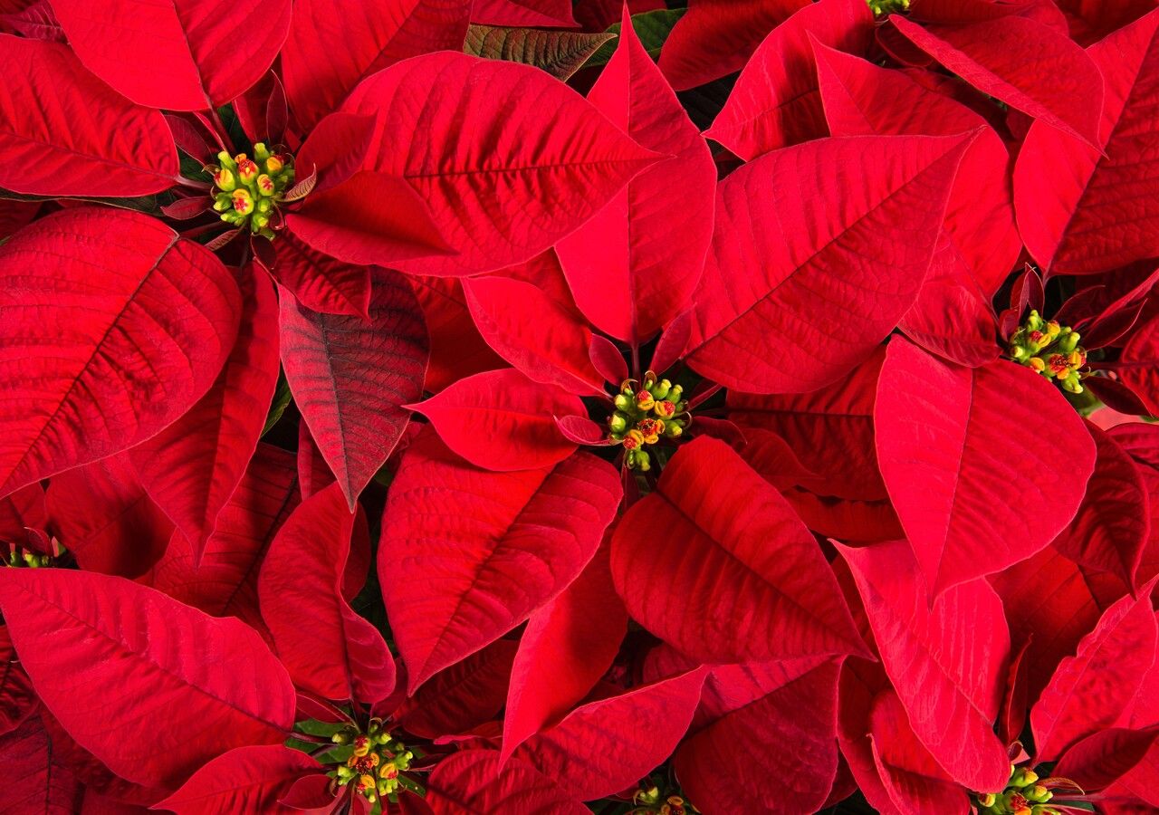 Come curare la stella di Natale tutto l’anno: dall’acquisto alla nuova ...