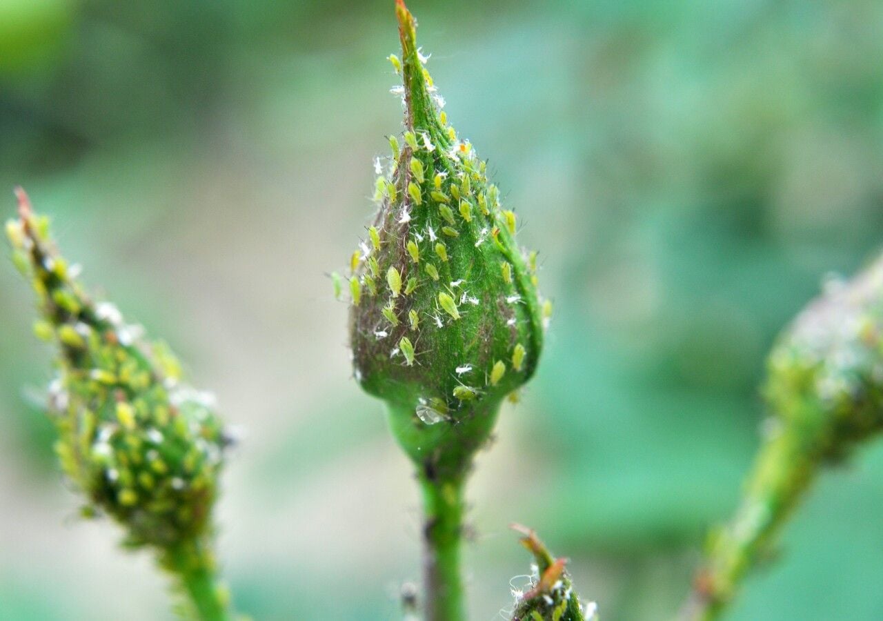 Come eliminare gli afidi dalle piante in modo naturale: 4 rimedi ...