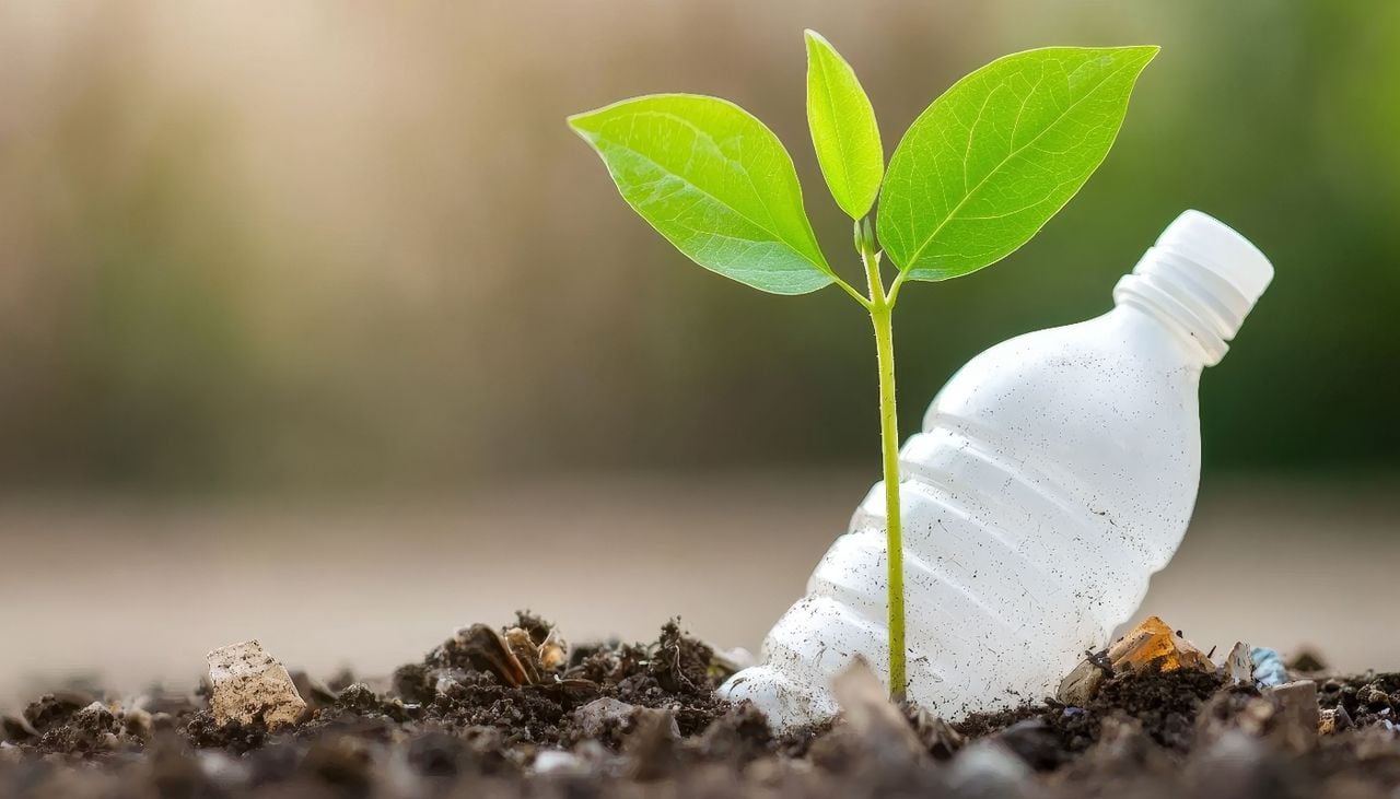 How to reuse old bottles to care for your plants: 5 simple ideas for ...