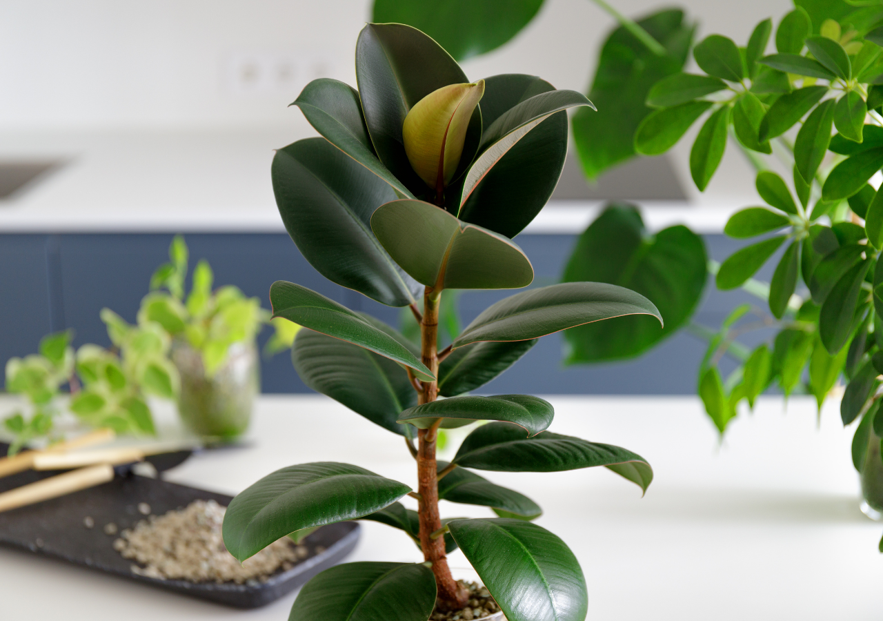 Consejos Para Podar Ficus