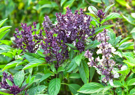 Cultivando Flores Para Principiantes 🌻 +20 Flores Fáciles De