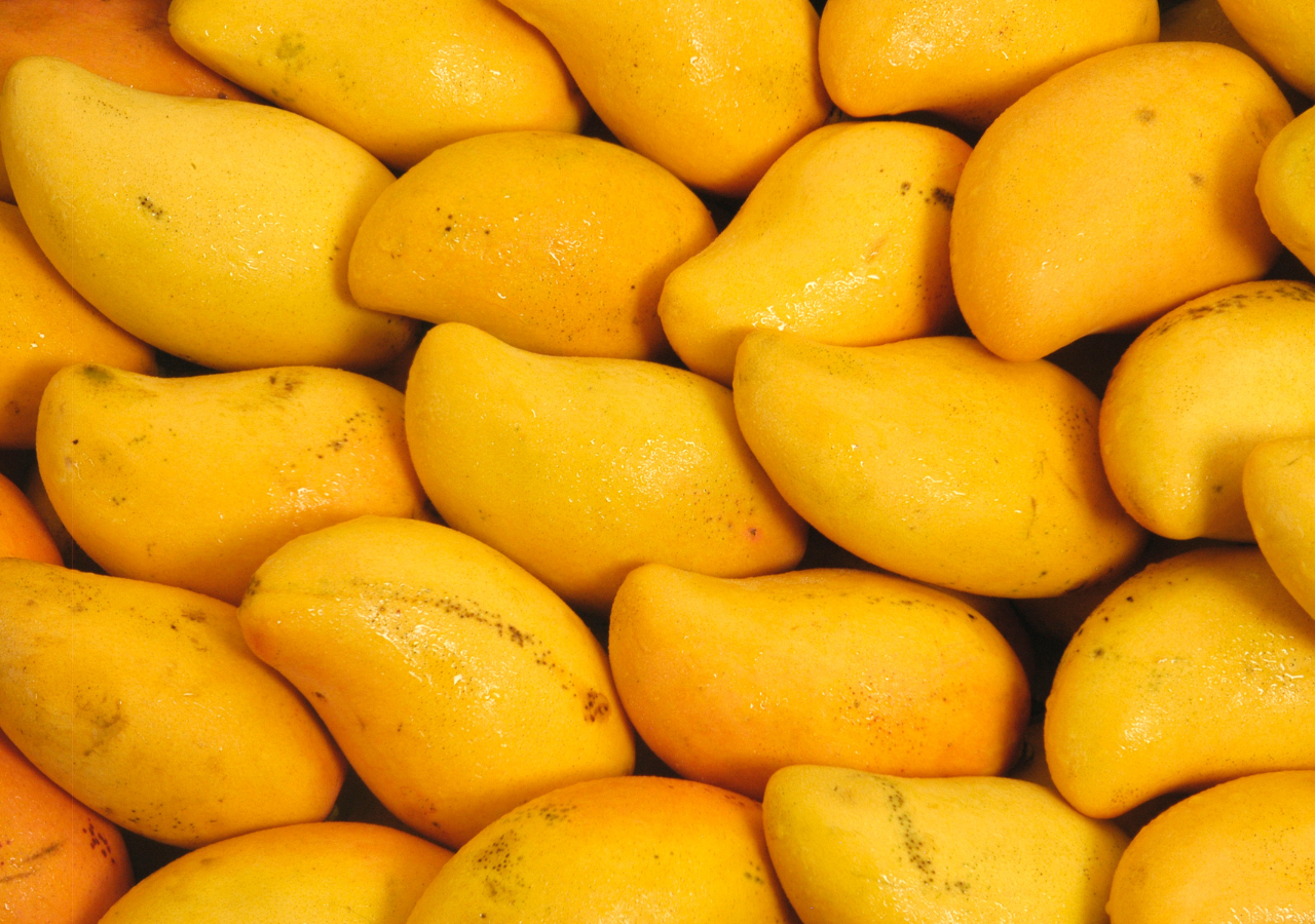 Sembrando Un árbol De Mango En Un Contenedor