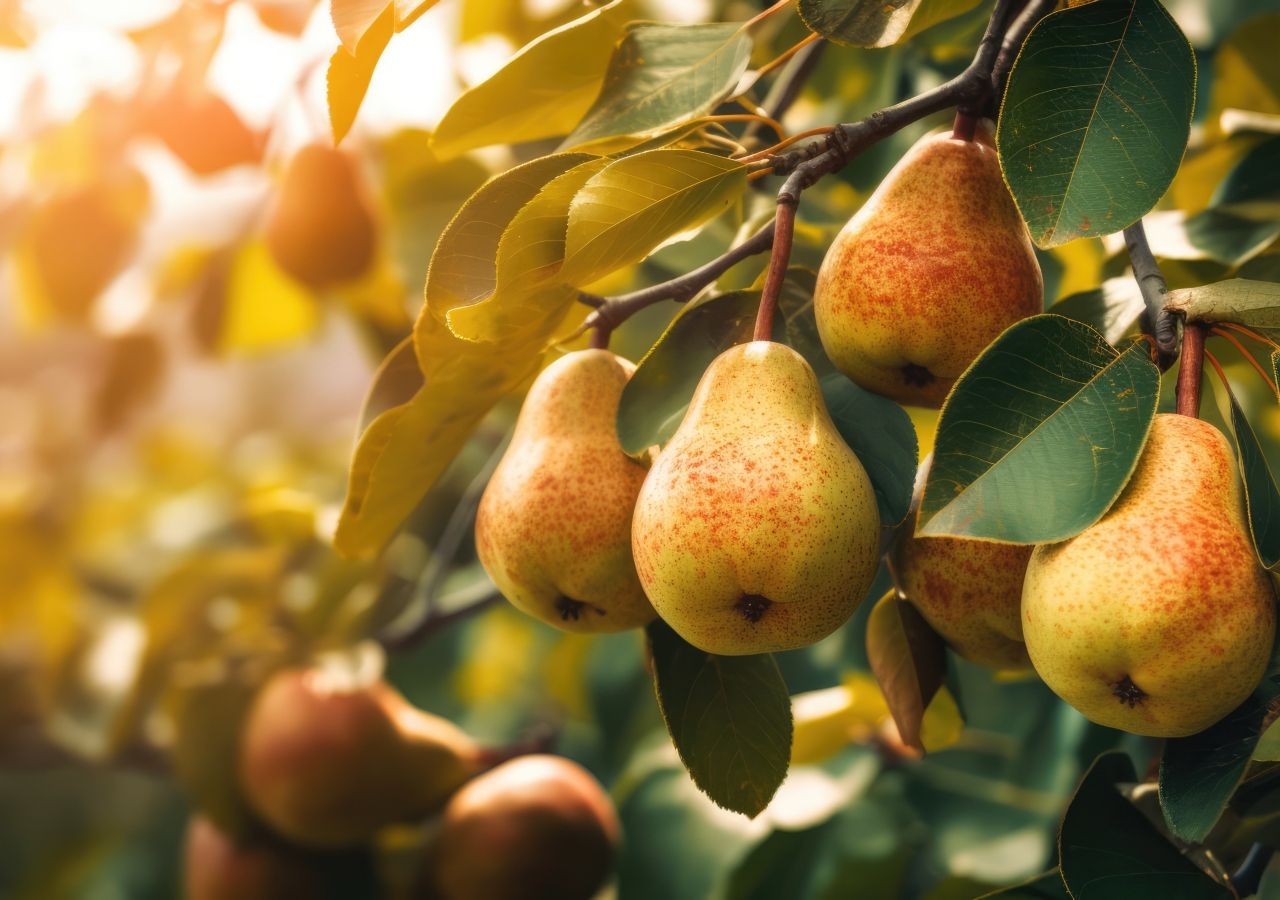 How to Grow a Pear Tree at Home: A Guide to Harvesting Juicy Pears and ...