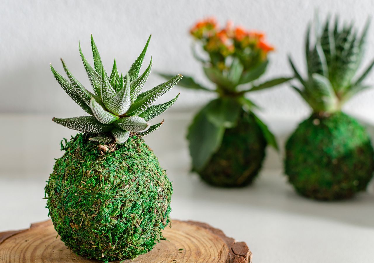 How to make kokedamas step by step and what care they need