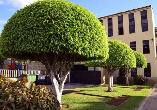 Consejos Para Podar Ficus