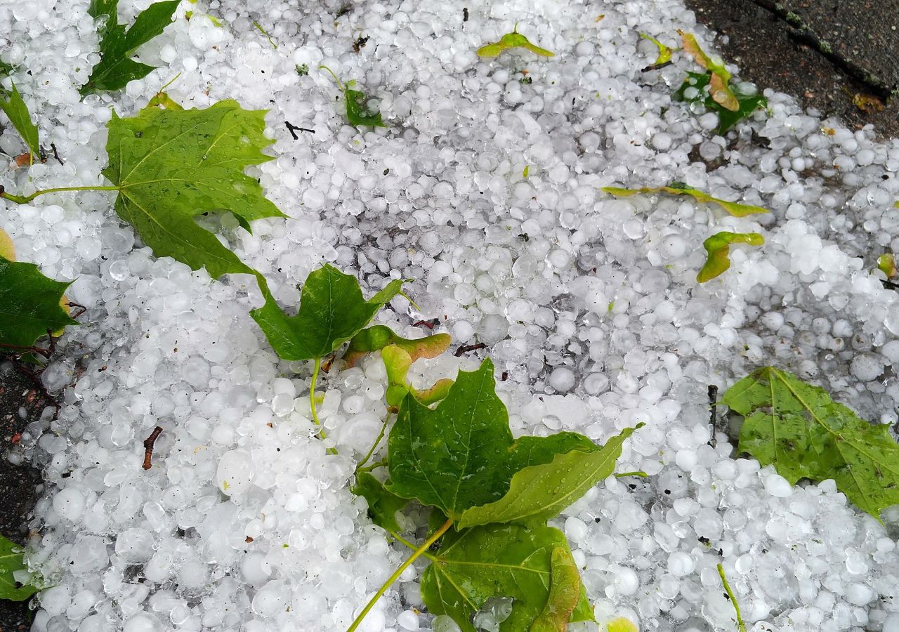 ¿Cómo proteger nuestros cultivos del granizo? Descubre seis medidas ...