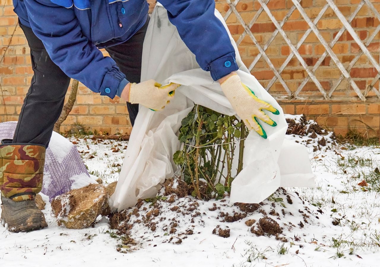 Proteger Las Plantas De Las Heladas Cómo Proteger Las Plantas De Las