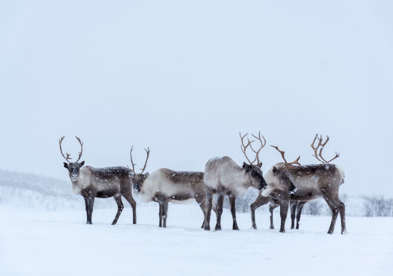 Salgueiro Artico Na Tundra Natureza Das Montanhas De Altai Salix