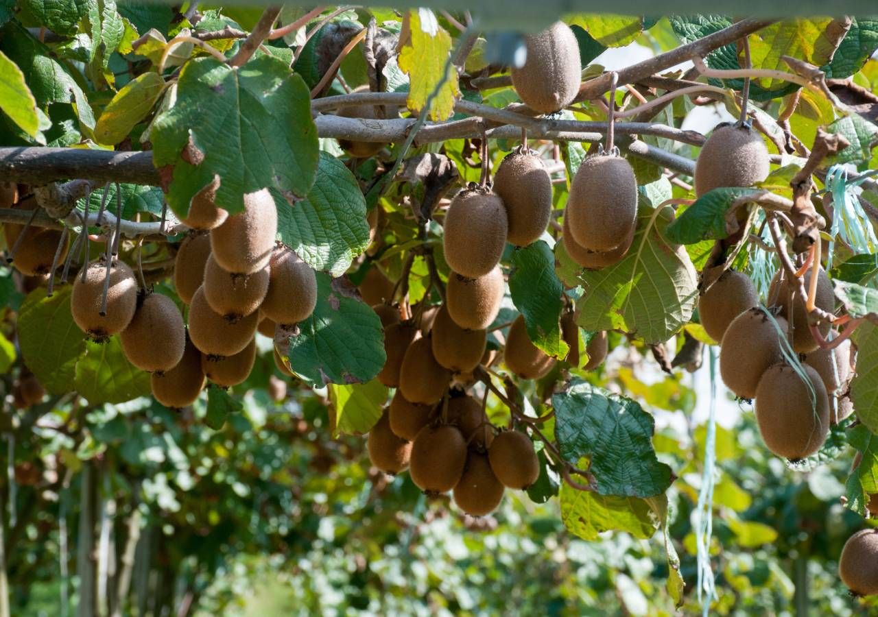 Así se llama el árbol del kiwi: pocos conocen a la planta trepadora que ...