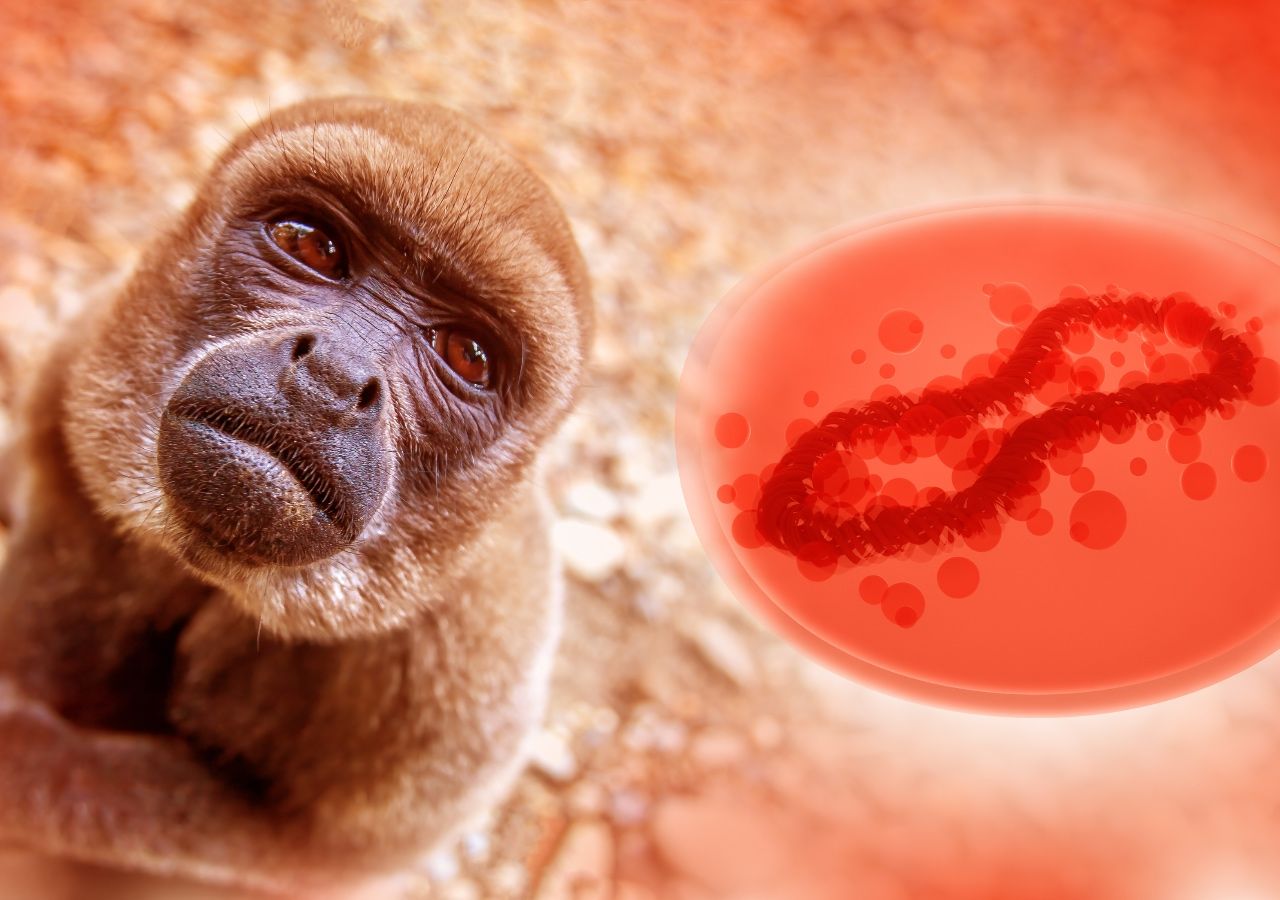 Volvió la viruela del mono y declaran alerta internacional: qué pasa en ...