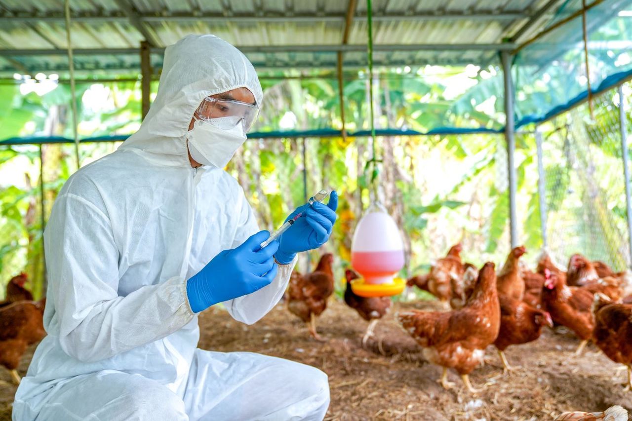 Confirman en México el primer caso de influenza aviar A H5N1, se trata ...