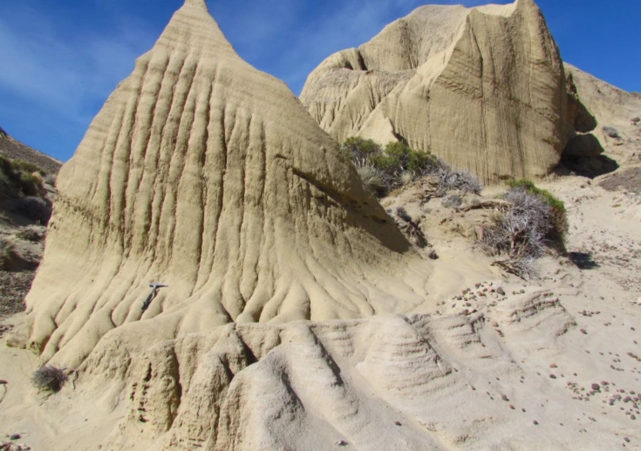 Confirman que los monos habitaron la Patagonia hace 17 millones de años