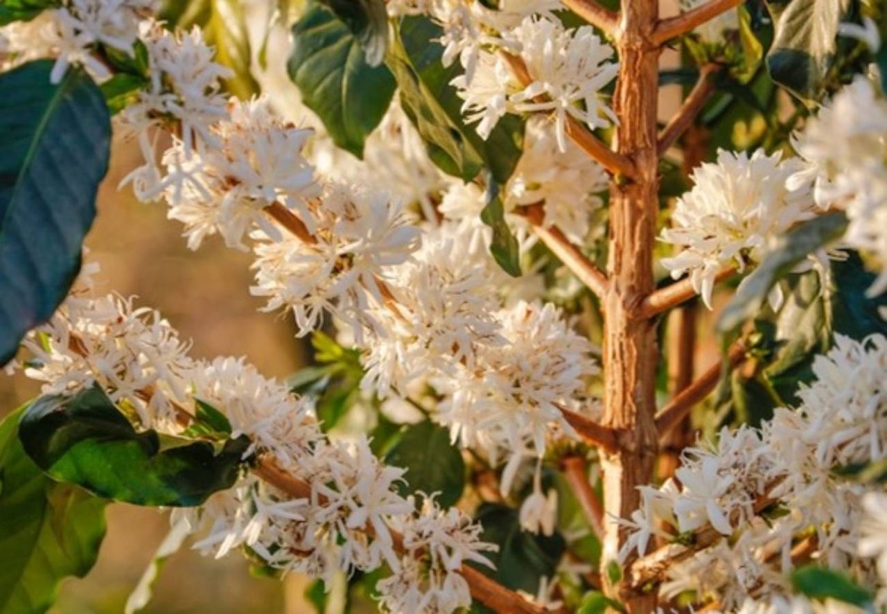 Descubre las flores que dan origen al sabor y aroma del cacao, el café ...