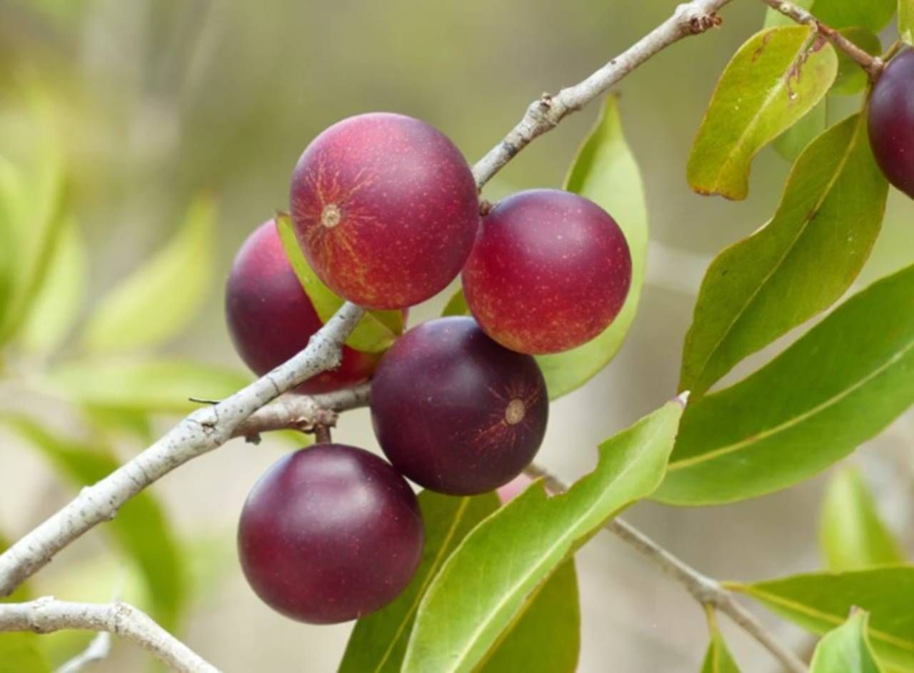 Conheça o Camu-Camu: a fruta brasileira que tem mais vitamina C que a ...