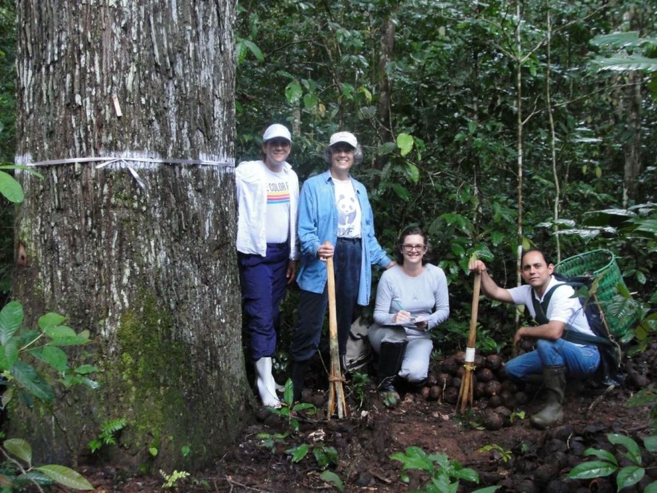 Crescimento de castanheiras-da-Amazônia pode ser acelerado em 30% com ...