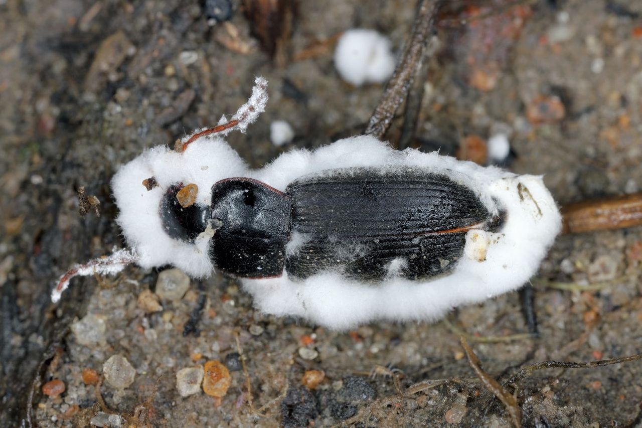 Exploring CRISPR-Cas9 enhanced fungi: A new era in Pest Control?