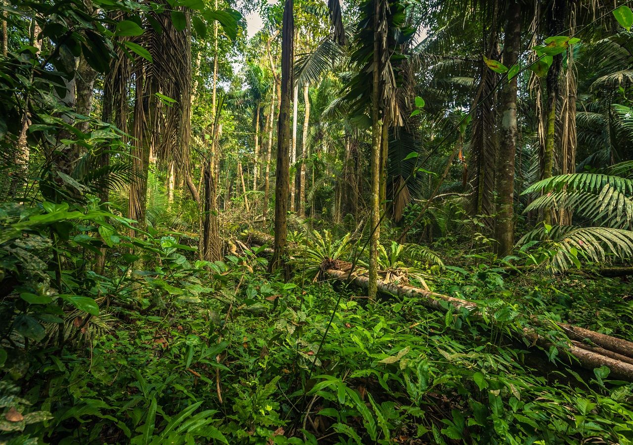 "CSI Amazonía": descubren causas de la muerte prematura de árboles