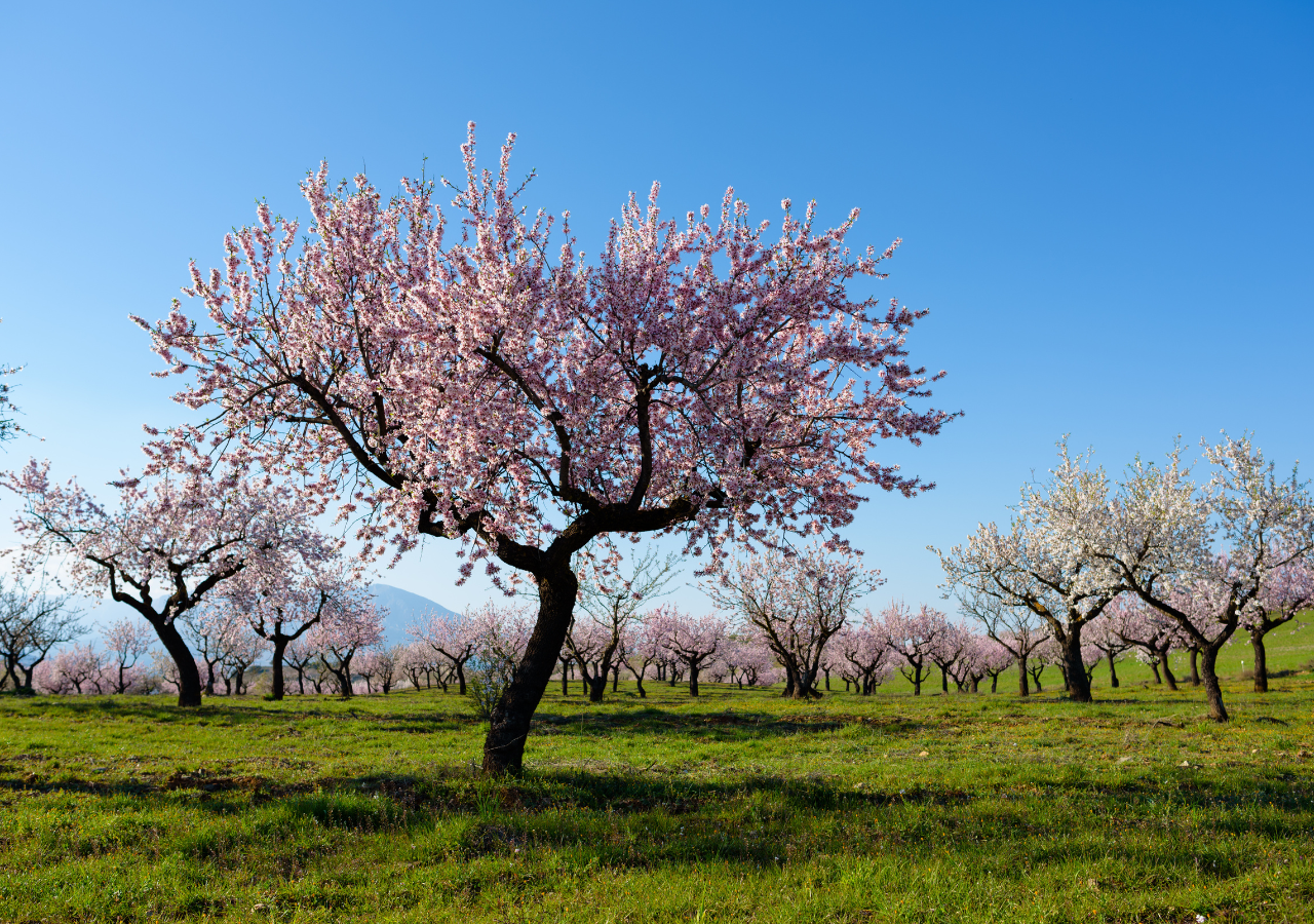 When is the best time to plant almond trees? Essential guide to ...