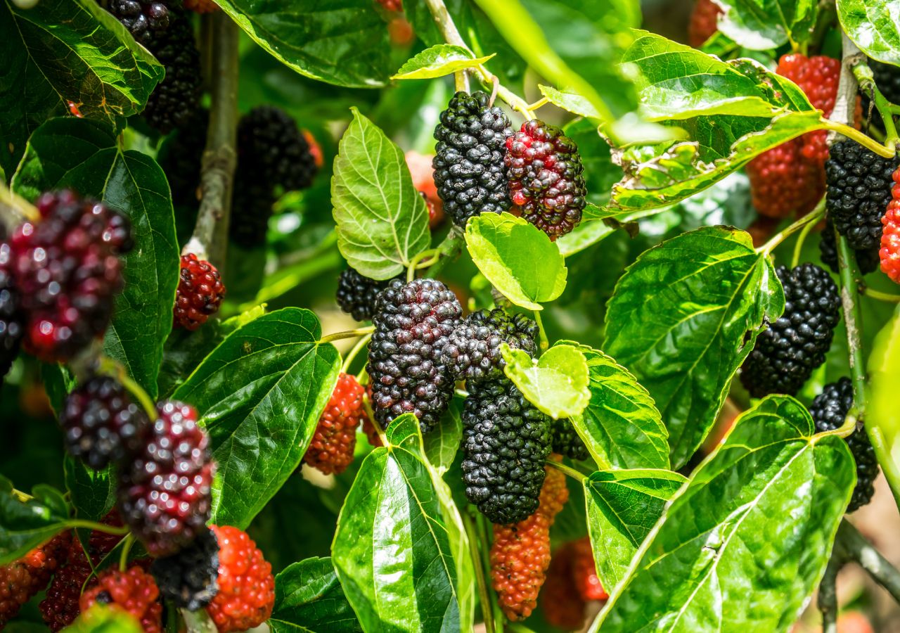 ¿Cuál es la diferencia entre la mora y la zarzamora?
