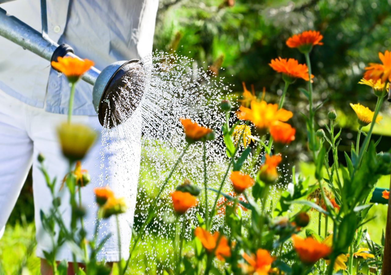 When Is The Best Time To Water Plants In Summer When Is The Best Time To Water Plants In Summer