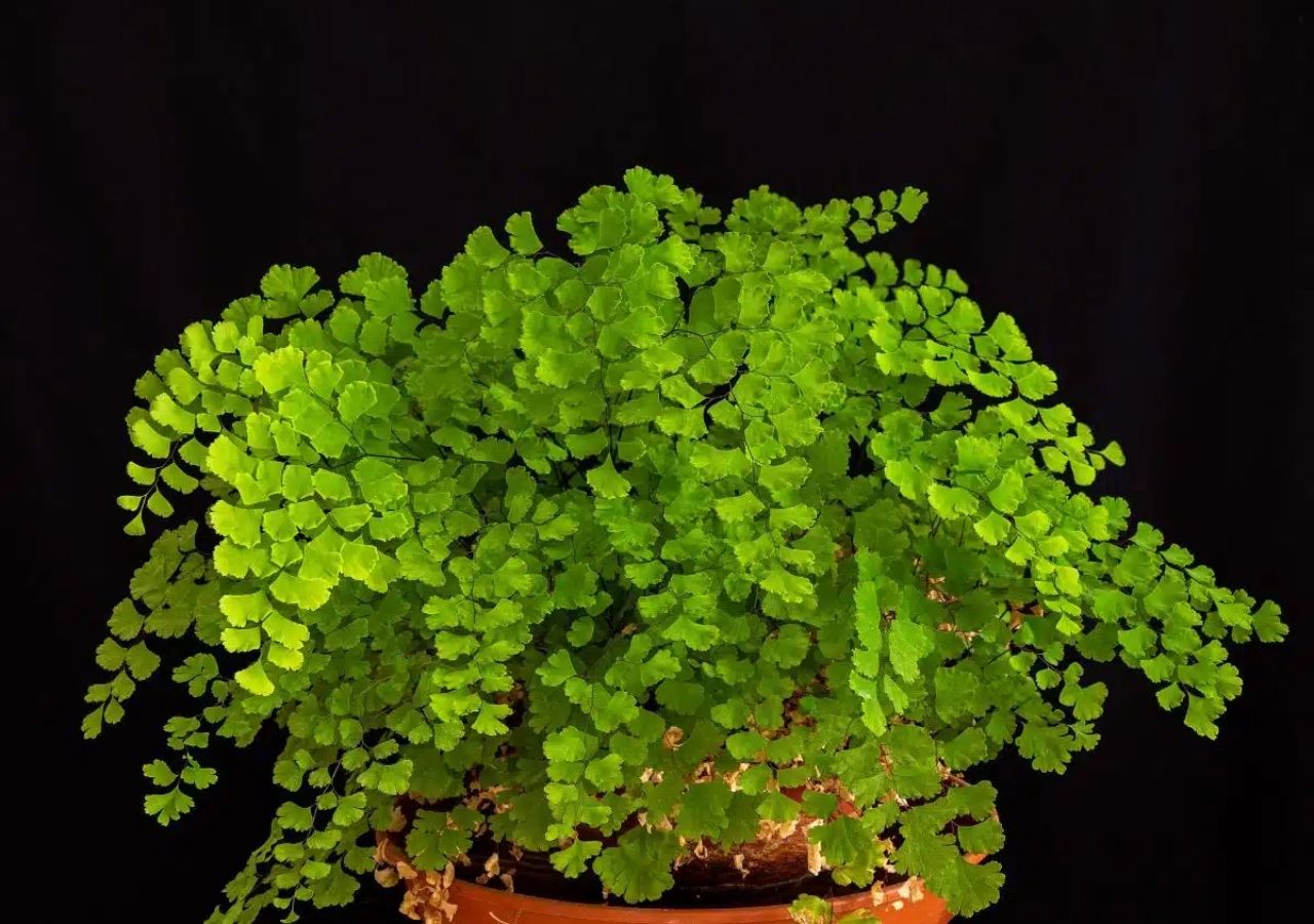 Plantas Pre Historicas