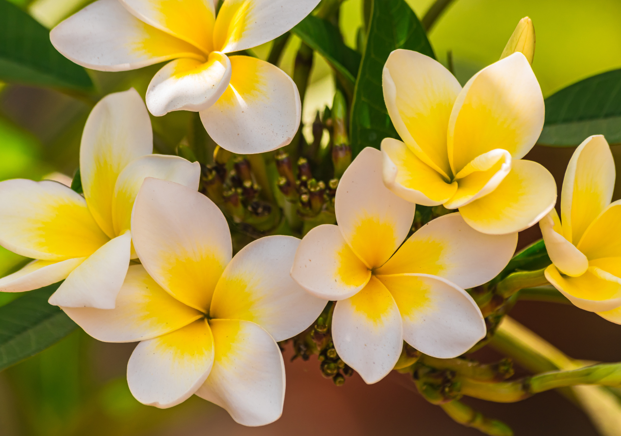 May Flower Care: An Easy Guide to Healthy, Blooming Plumeria Rubra