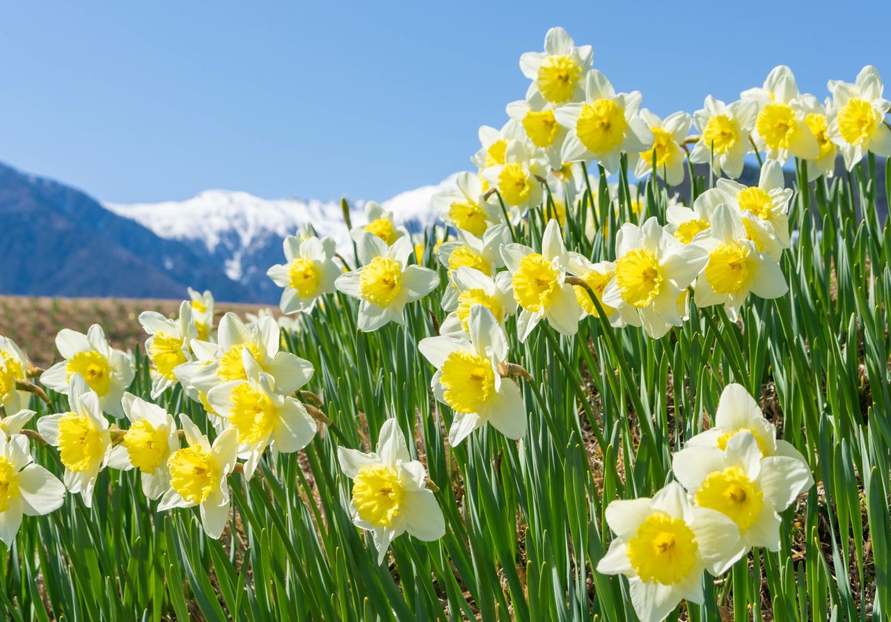 Cuidados de los narcisos: la flor que simboliza nuevos comienzos y ...
