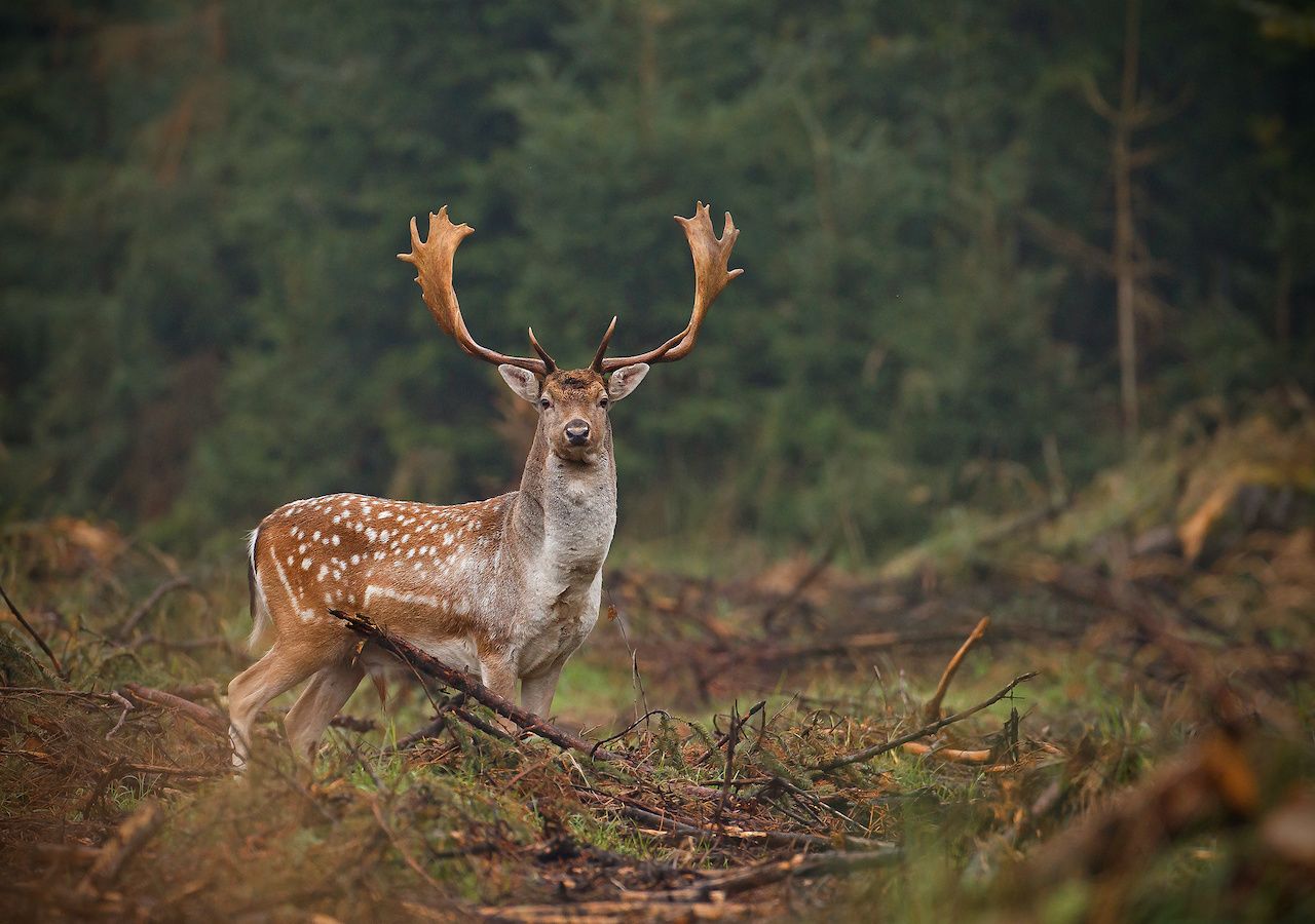 Culling animals who “do not belong” may be a great misstep for ...