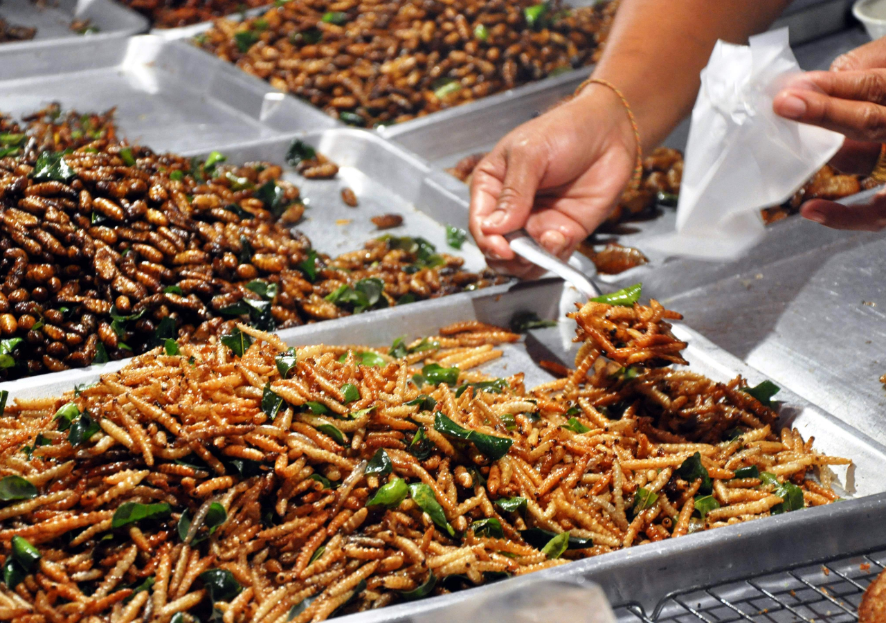 Cultivo sostenible: comer insectos una tendencia gastronómica que esta ...