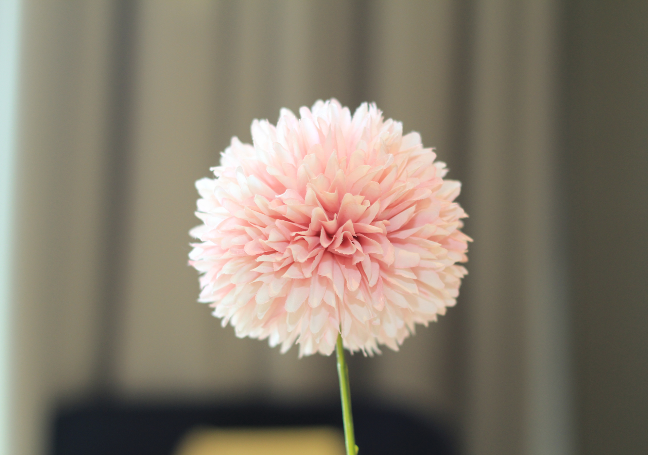 Dalia, la flor que florece en la historia de México y que conquistó ...