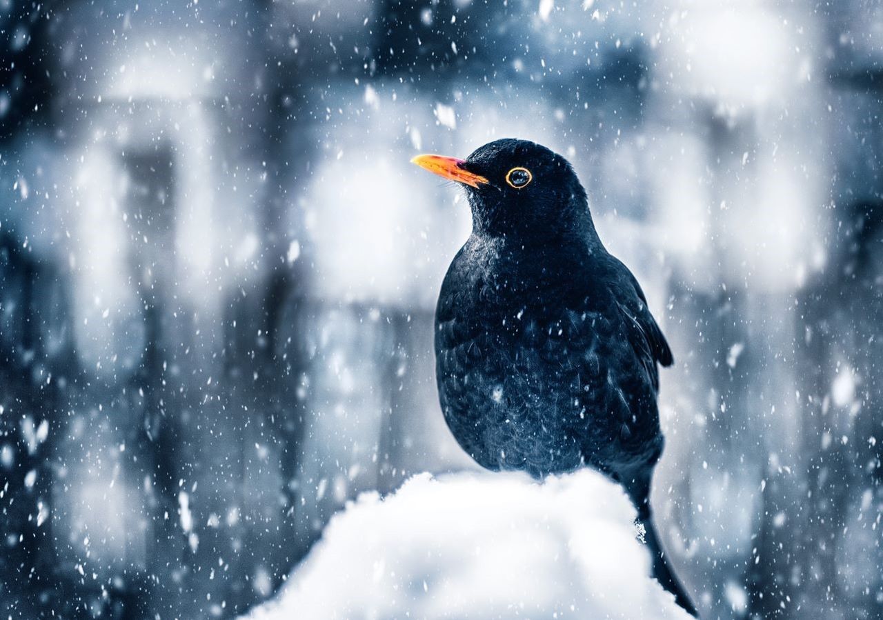 Dalla Polonia al Veneto, l'incredibile migrazione di un merlo seguita ...