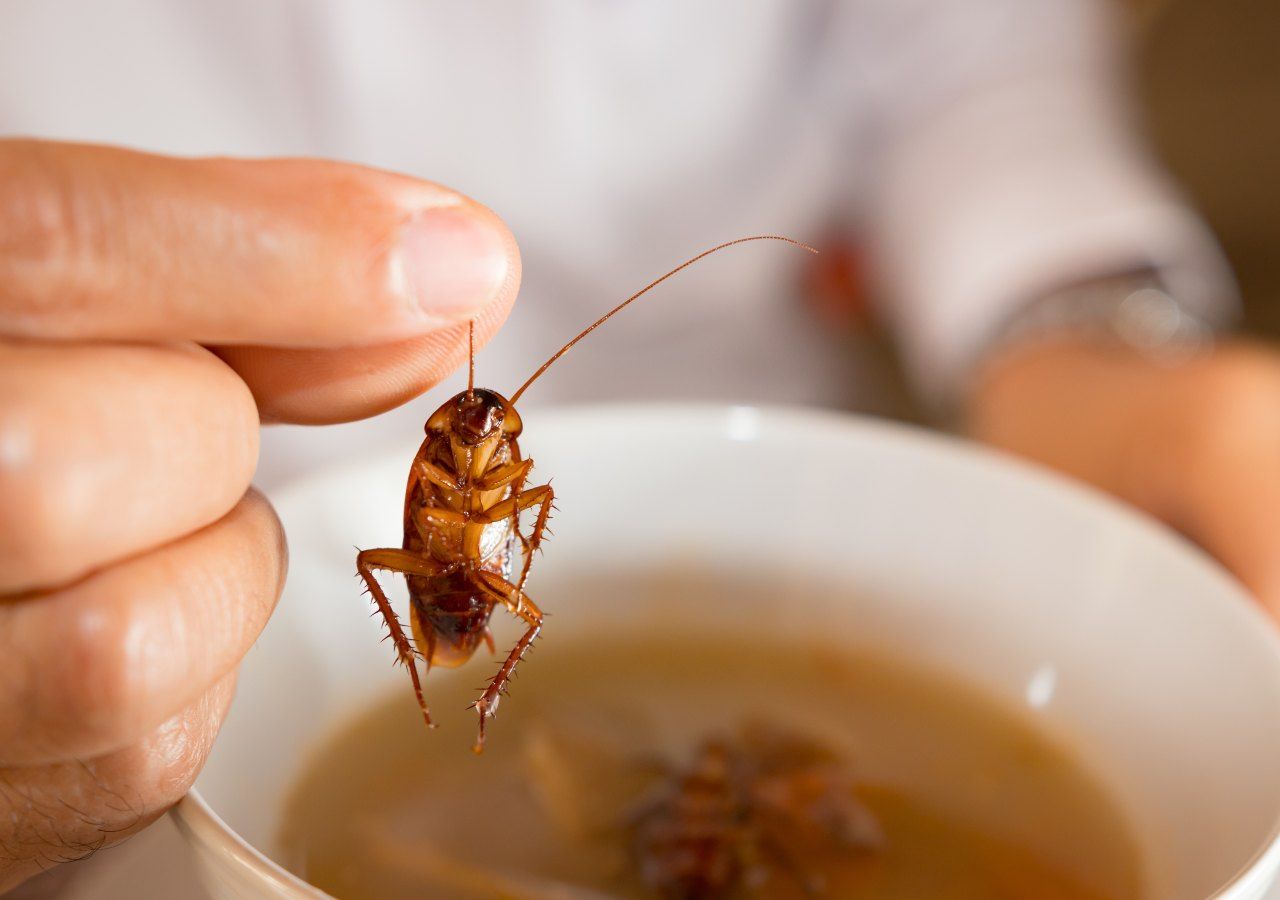 ¿Where do the Cockroaches Come From? A DNA Study Traces Where They ...
