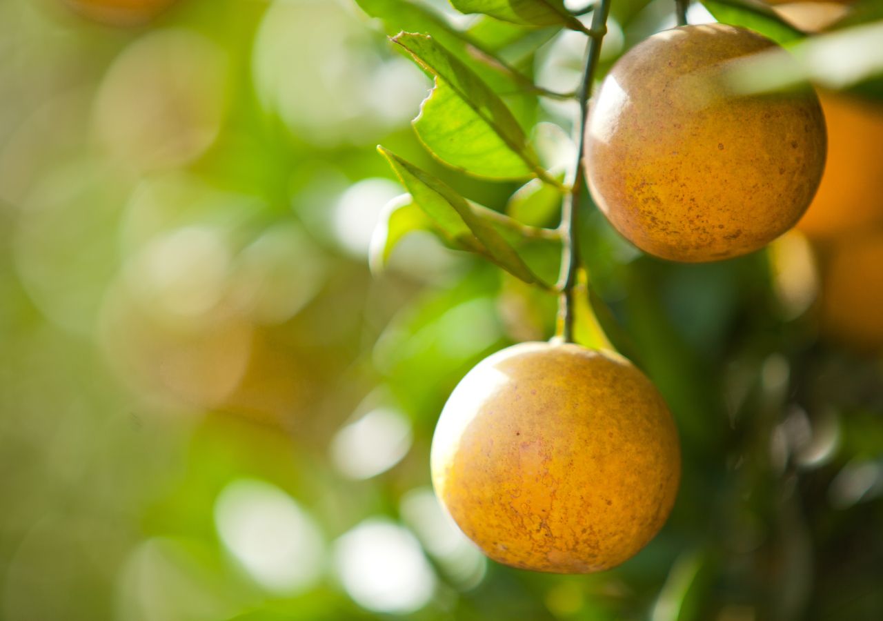 De la crisis del aceite a la de las naranjas, ¿se convertirá en un ...