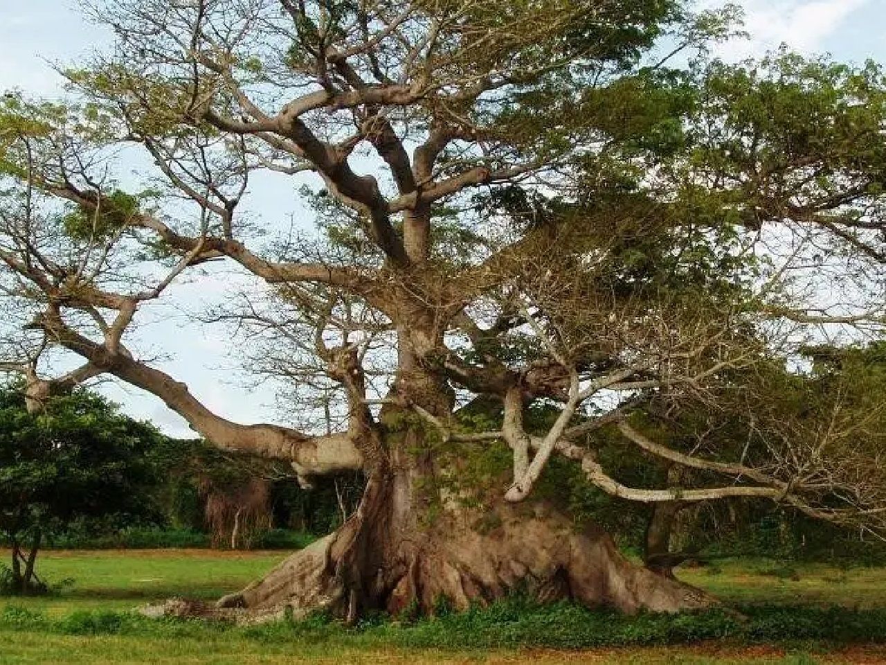 Así es la Ceiba, el árbol sagrado de los mayas, símbolo de vida y uno ...