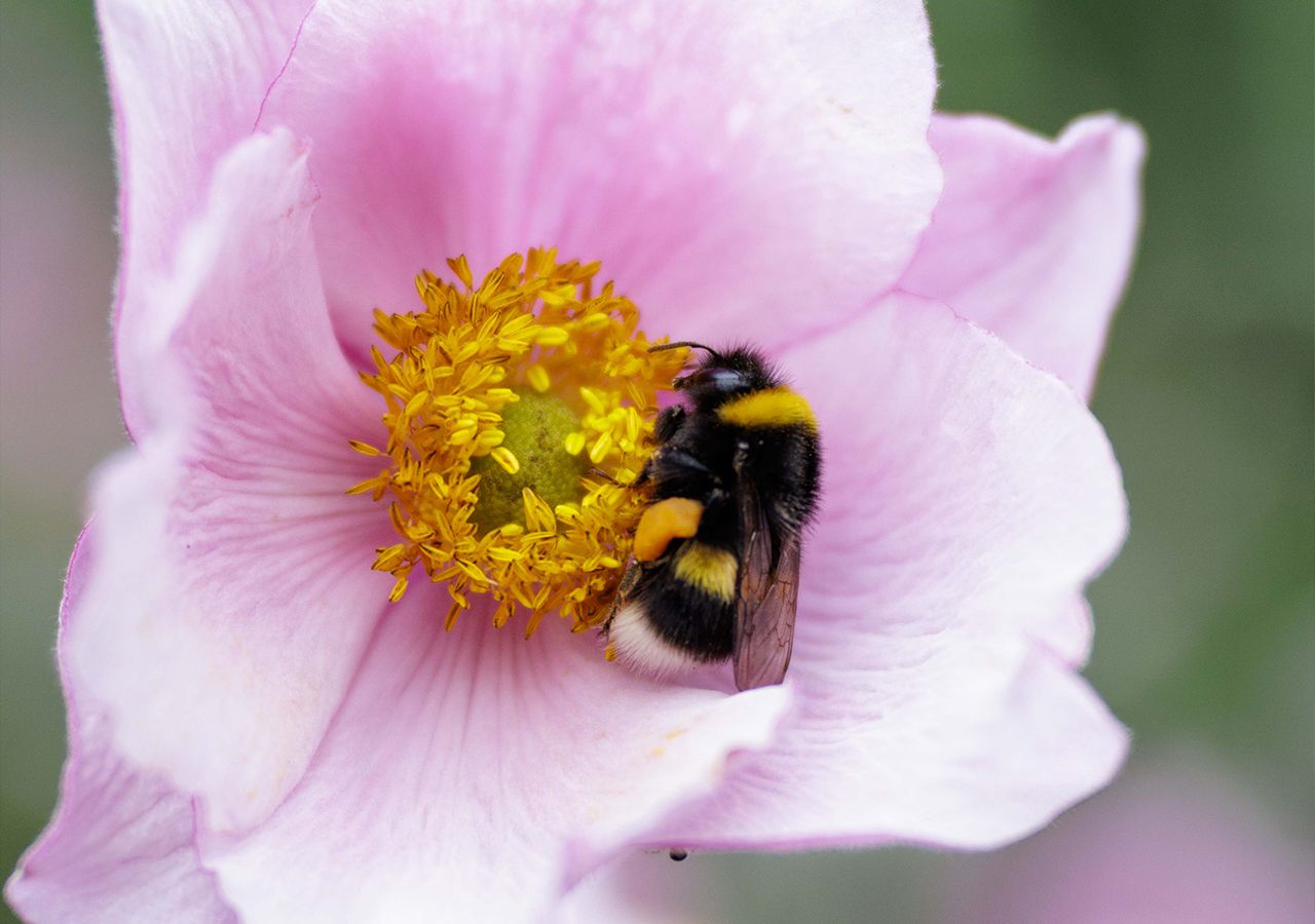 Declining pollinator diversity threatens biodiversity and food security