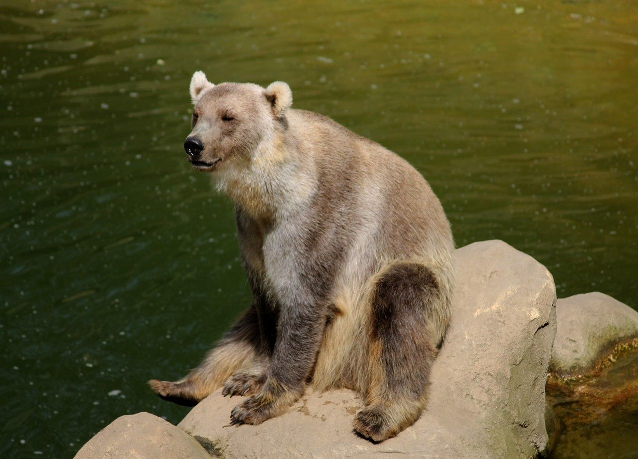Conoce al "grolar", un animal híbrido que simboliza el cambio climático