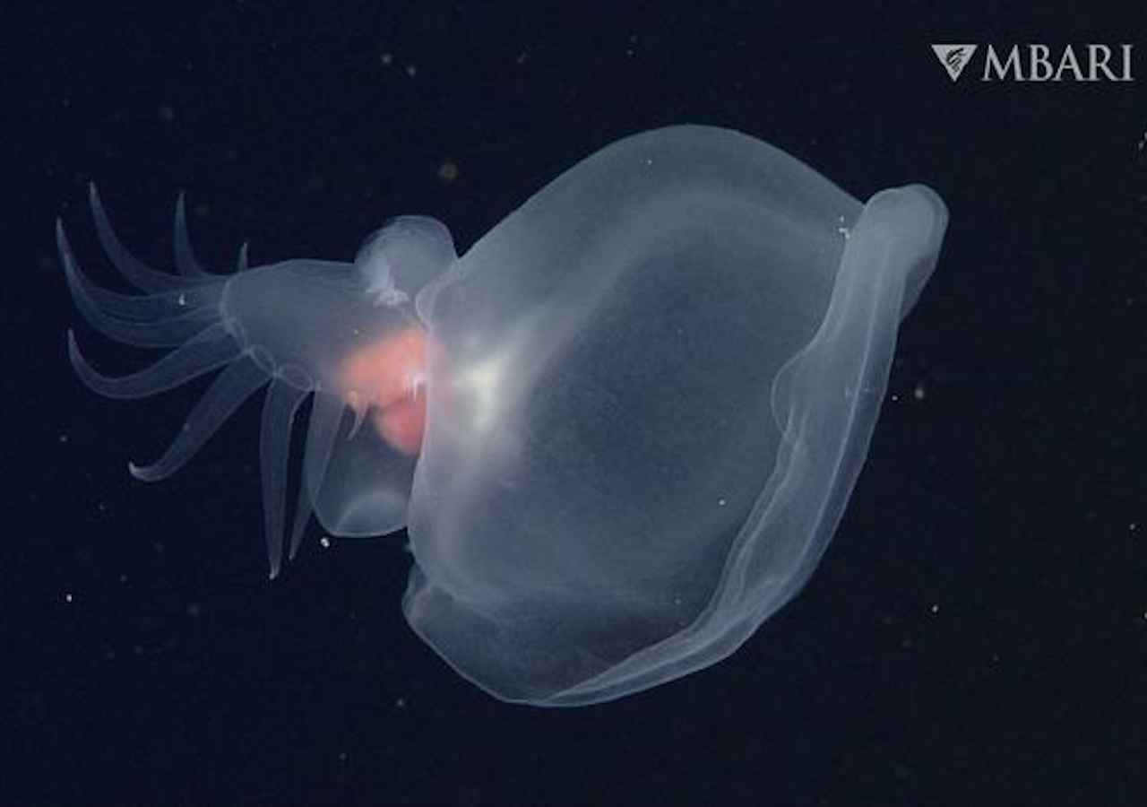 Deep sea mystery mollusc discovered by robot in “midnight zone” was ...
