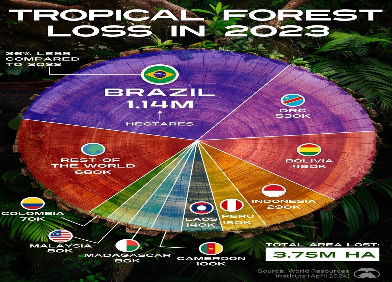Déforestation mondiale : arrivera-t-on à la freiner avant qu'il ne soit ...