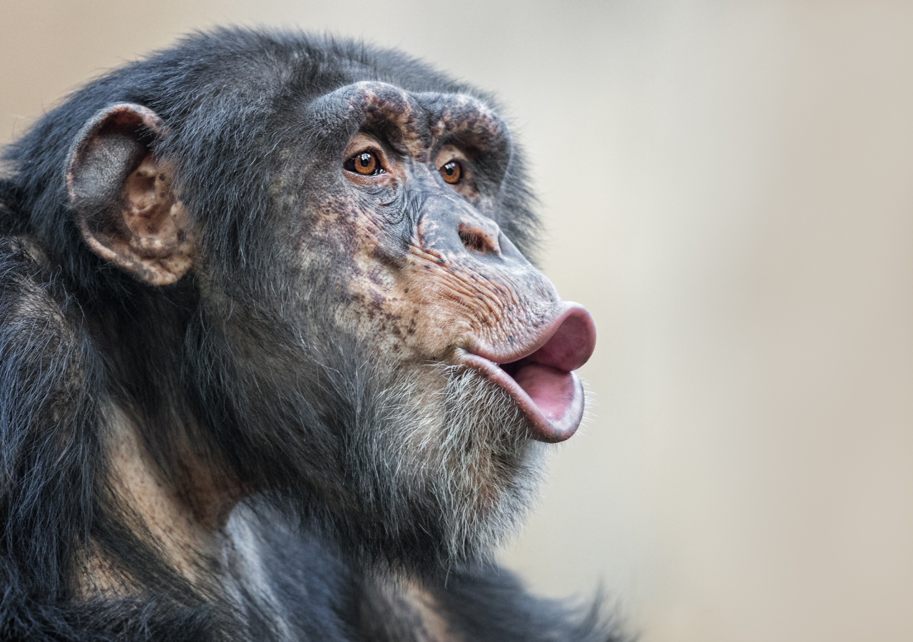Del pulpo al loro: estos son los 7 animales más inteligentes del mundo