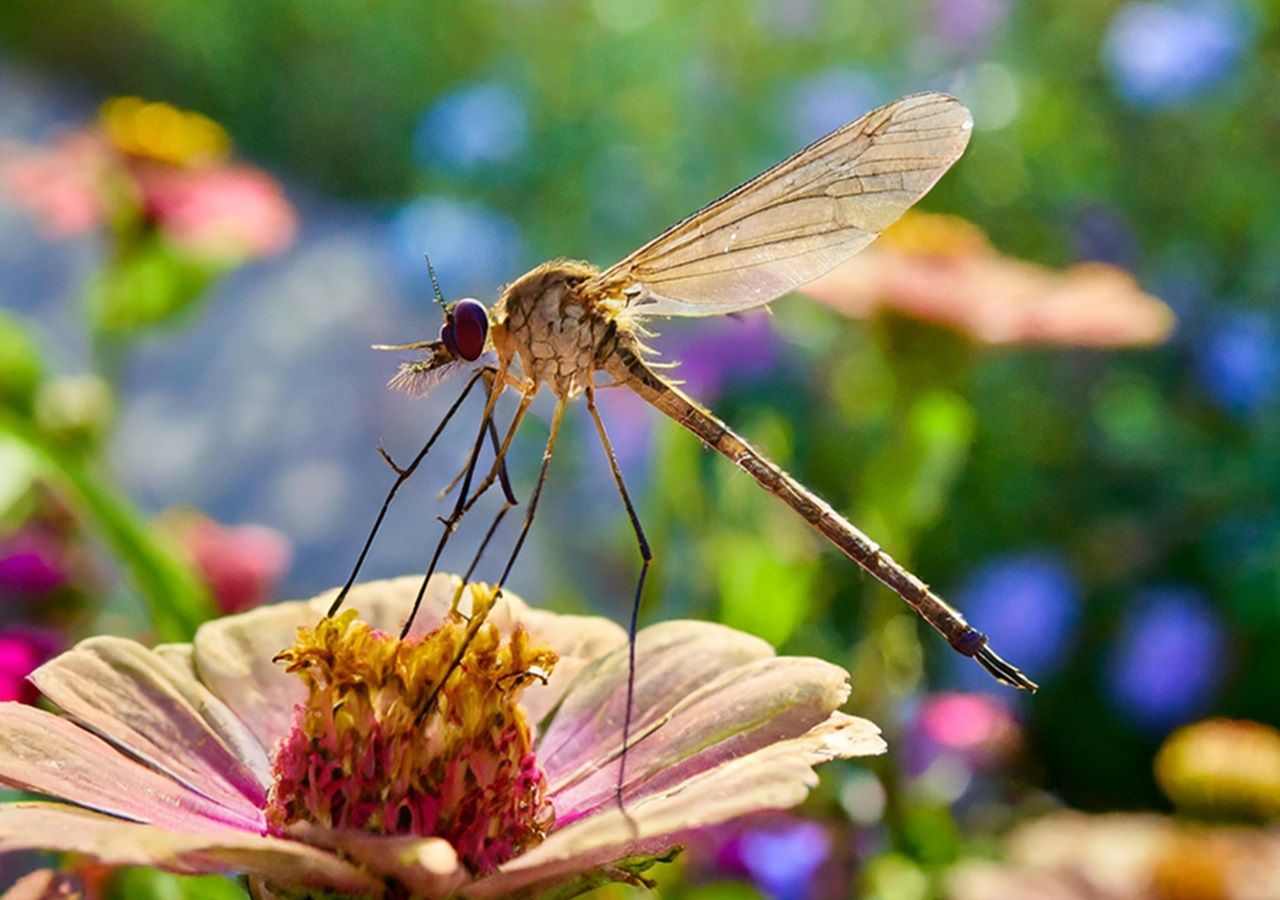What are mosquitoes for? The 3 functions you didn't know about these ...