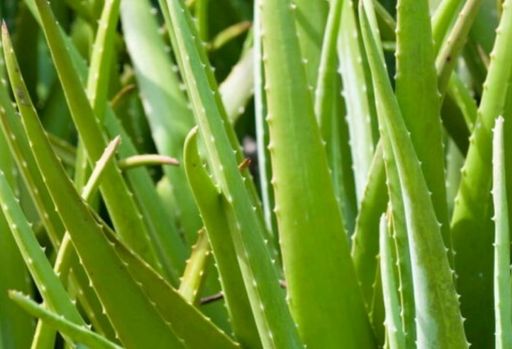 Wissenschaftler warnen erneut vor einem sehr warmen Sommer: Droht uns in Deutschland und Europa ...