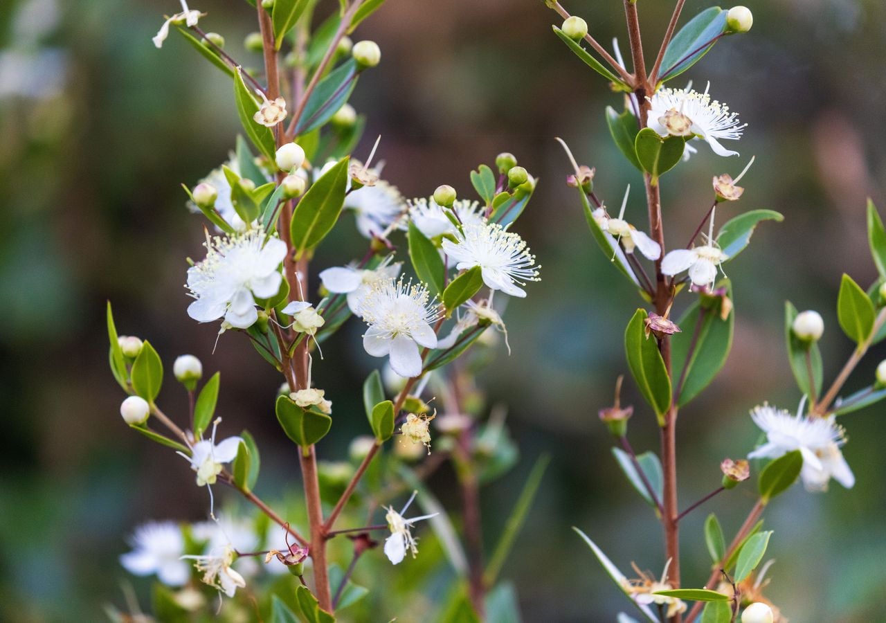 El arbusto aromático resistente al calor que es ideal para jardines de ...