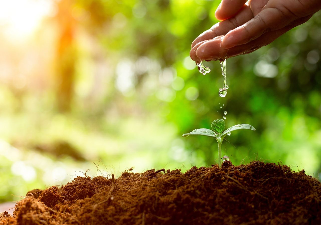 Descubre todo lo que puedes plantar en tu huerta durante abril 2023